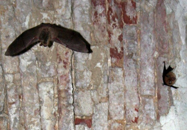 Chirotteri – Parco Naturale Monte San Bartolo